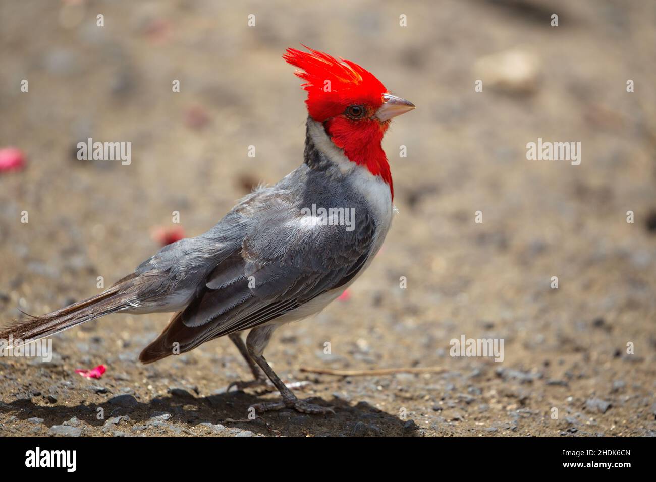 Cardinal view hi-res stock photography and images - Alamy