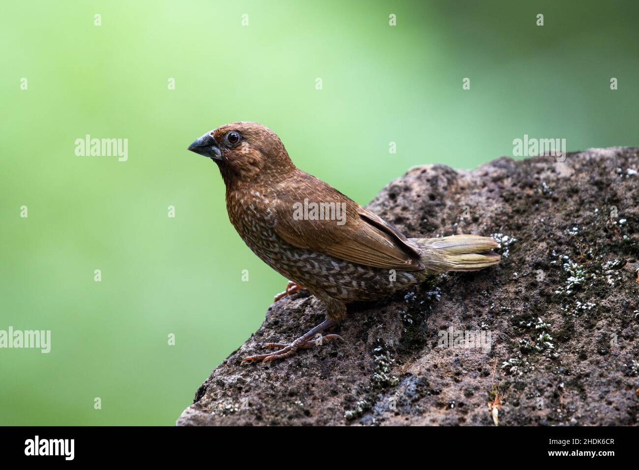 bird, scaly breasted munia, birds Stock Photo - Alamy