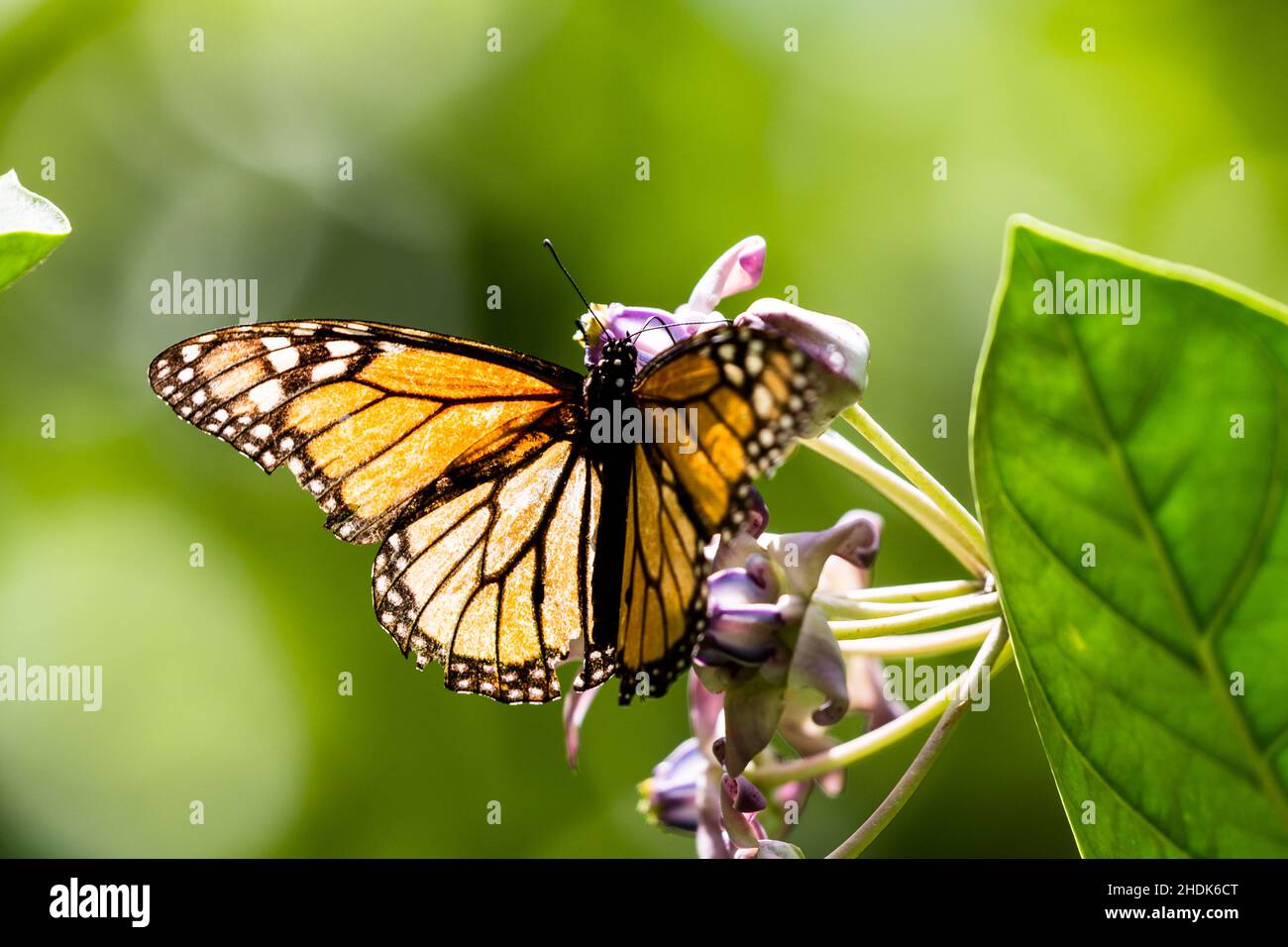 Female monarchs hi-res stock photography and images - Alamy
