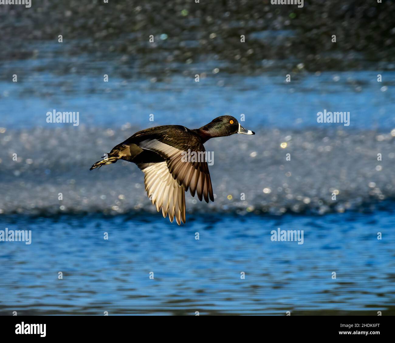 Flying ring necked duck hi-res stock photography and images - Alamy