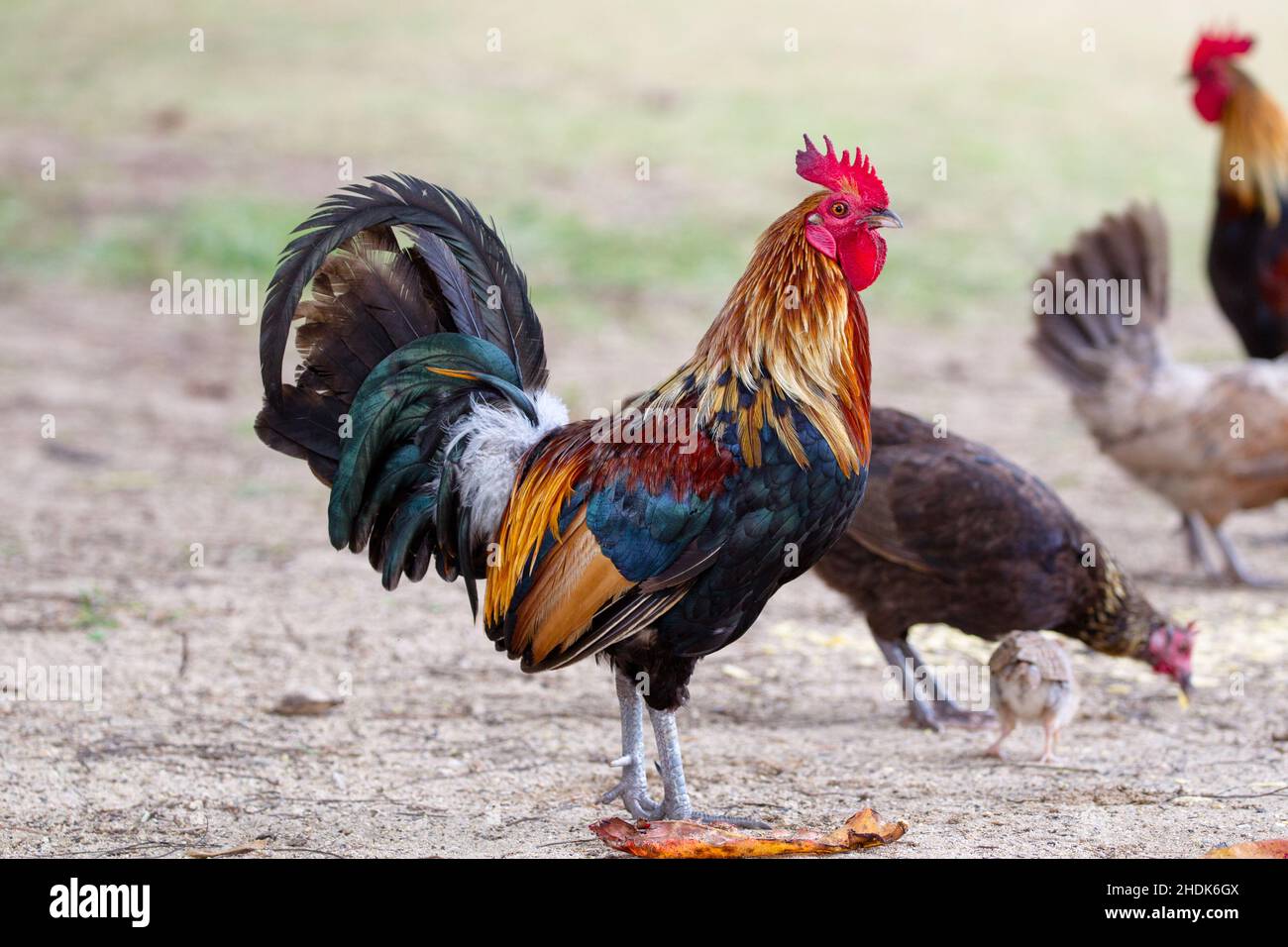 rooster, free running, barn fowl, roosters, barn fowls Stock Photo - Alamy