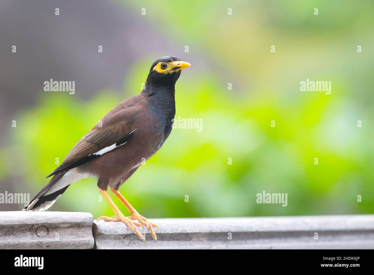 common myna, Indian myna Stock Photo - Alamy