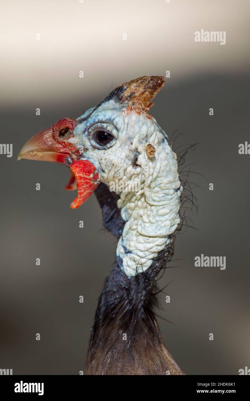 Helmeted heads hi-res stock photography and images - Alamy