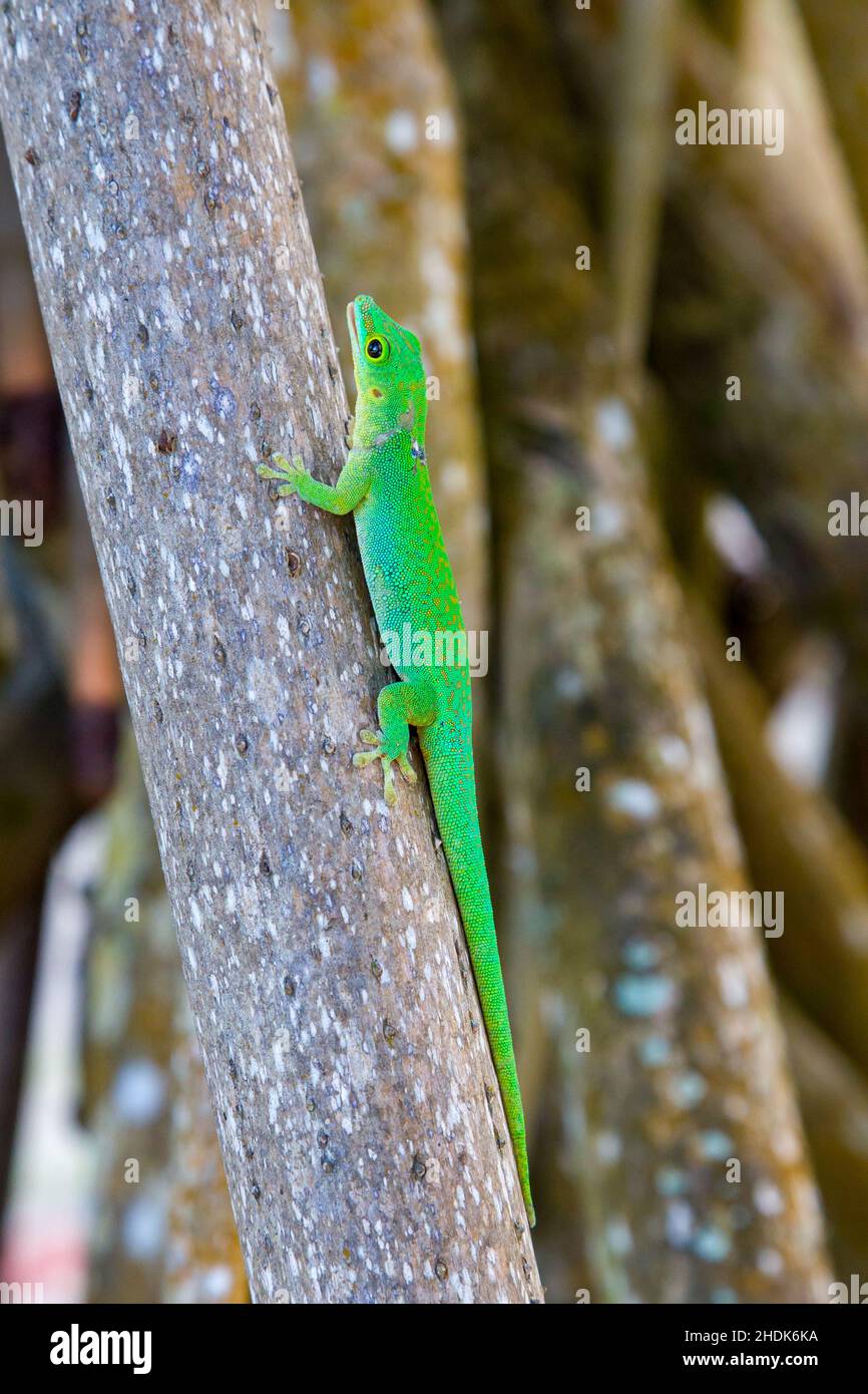 Seychelles day gecko, Phelsuma sundbergi ladiguensis Stock Photo - Alamy