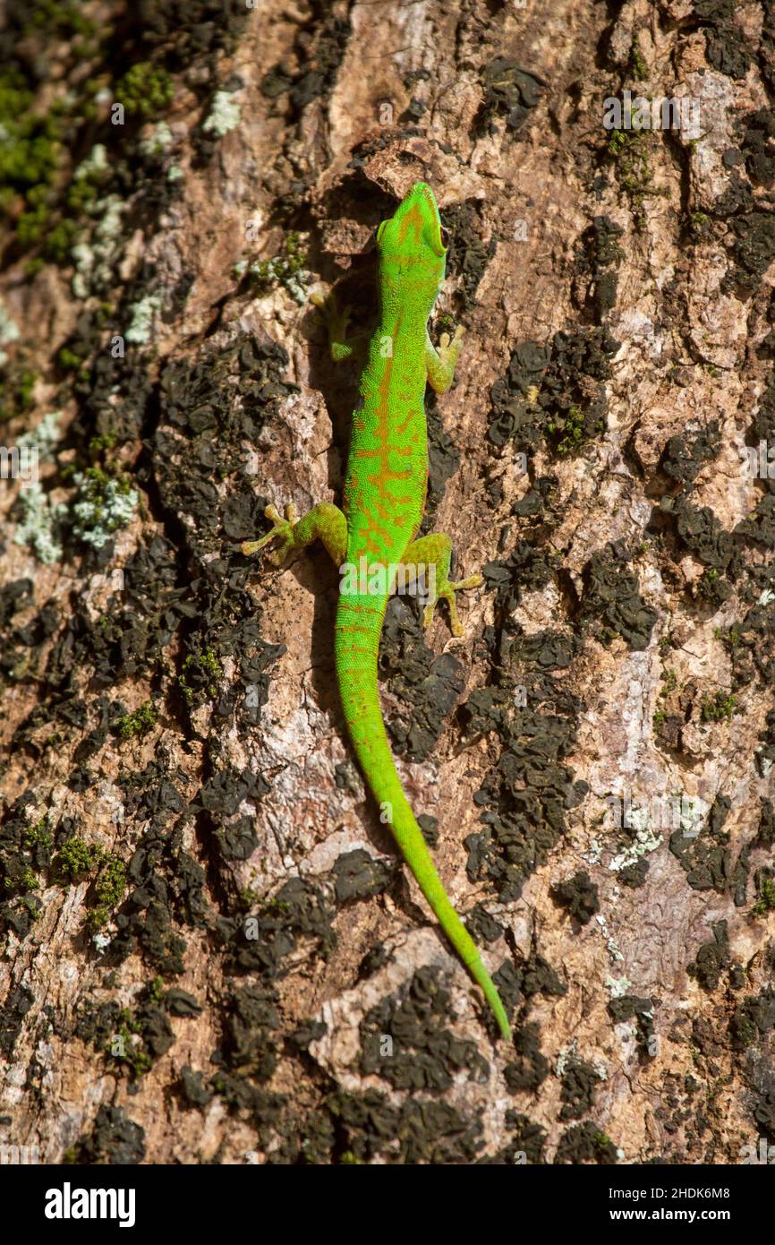 seychelles day gecko Stock Photo - Alamy