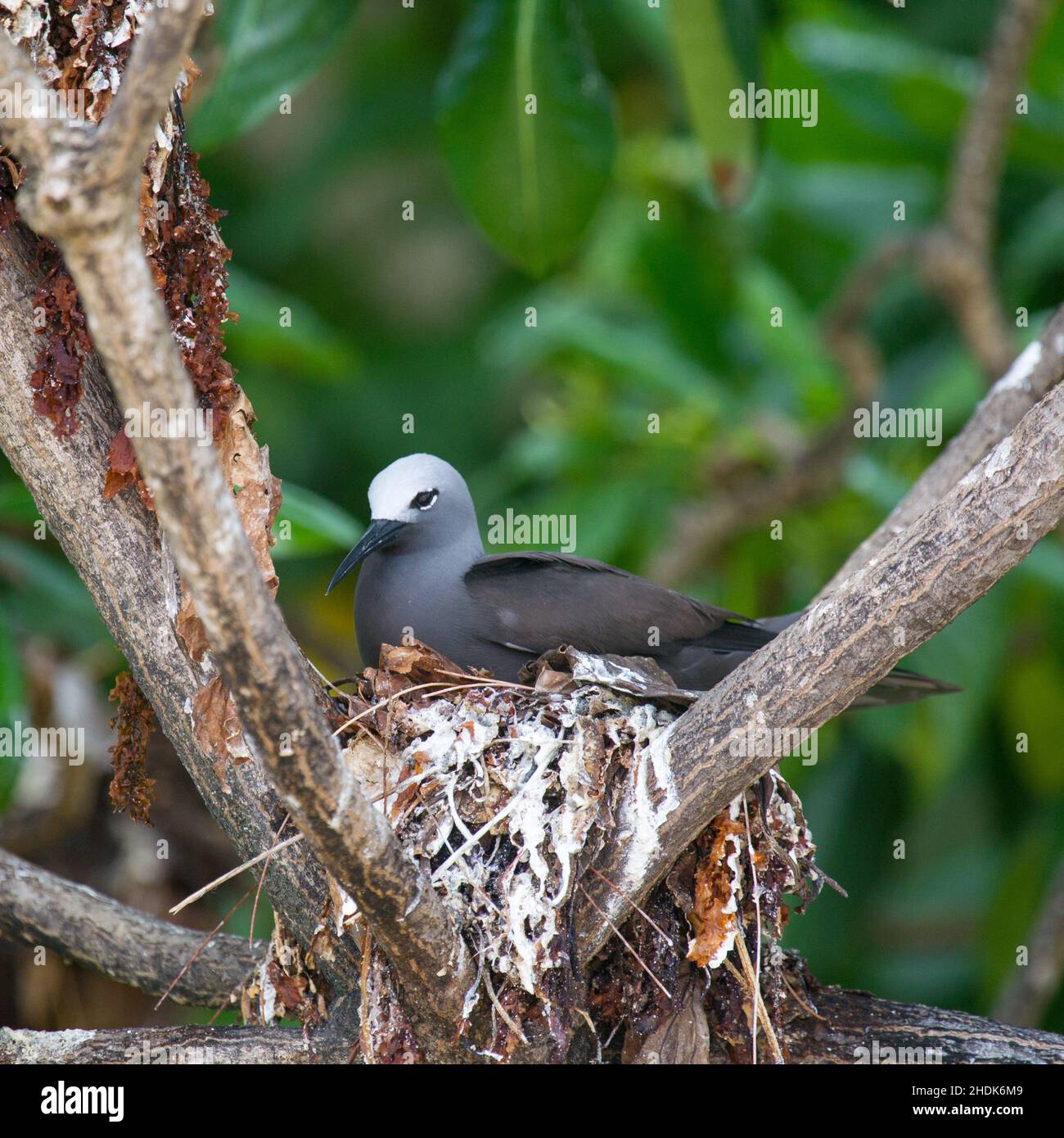 nesting, lesser noddy Stock Photo - Alamy