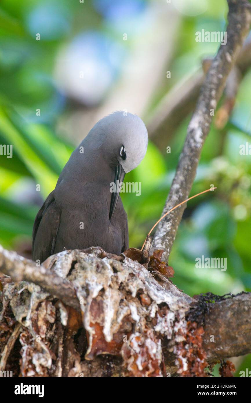 Noddy hi-res stock photography and images - Alamy