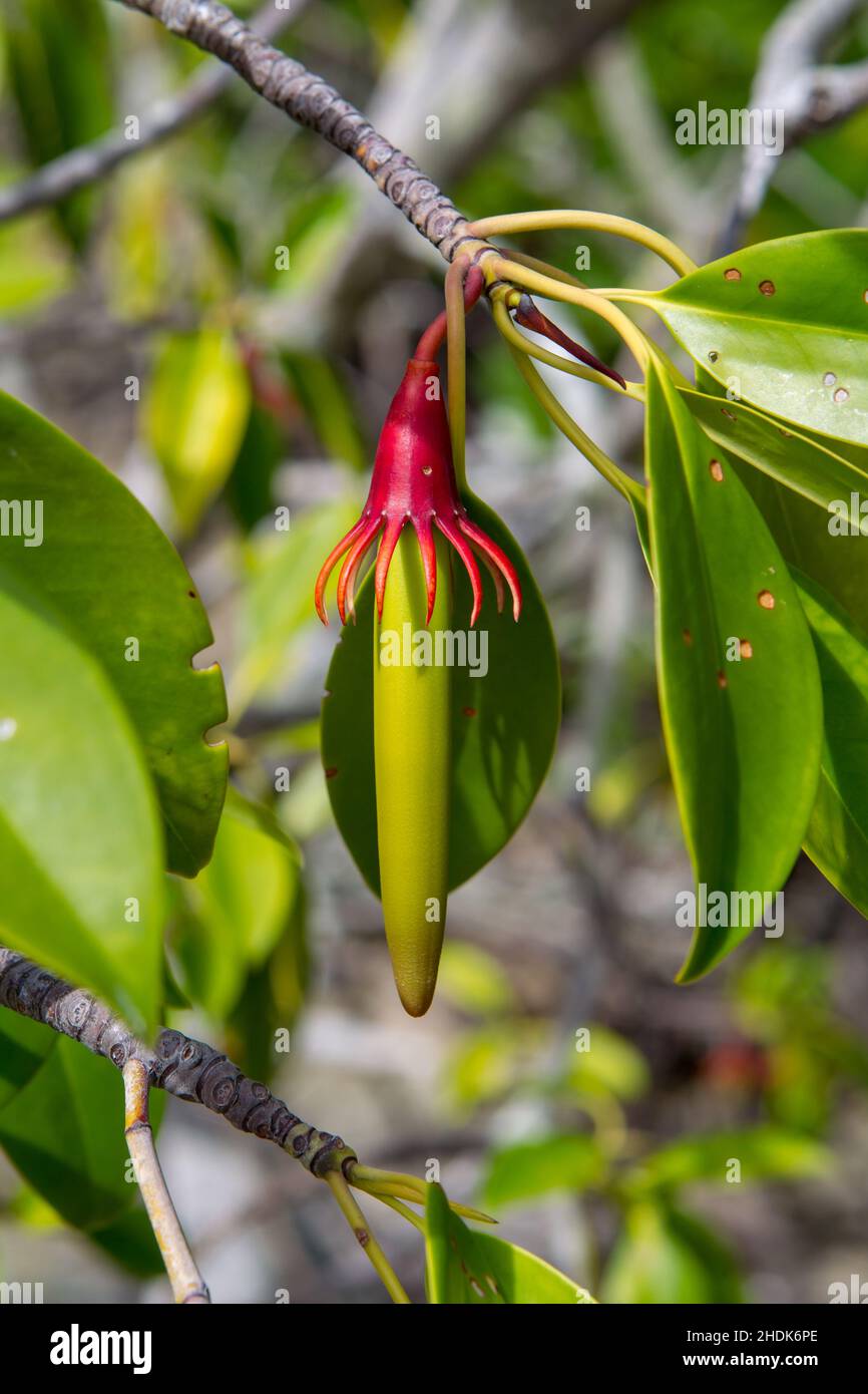 Mangrove fruits hi-res stock photography and images - Alamy
