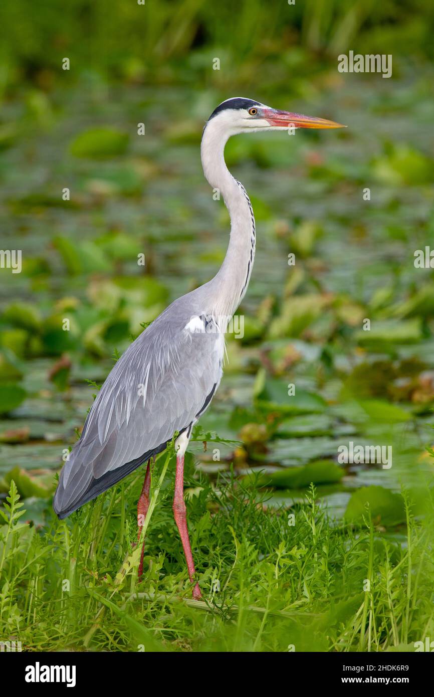 gray heron, gray herons Stock Photo - Alamy