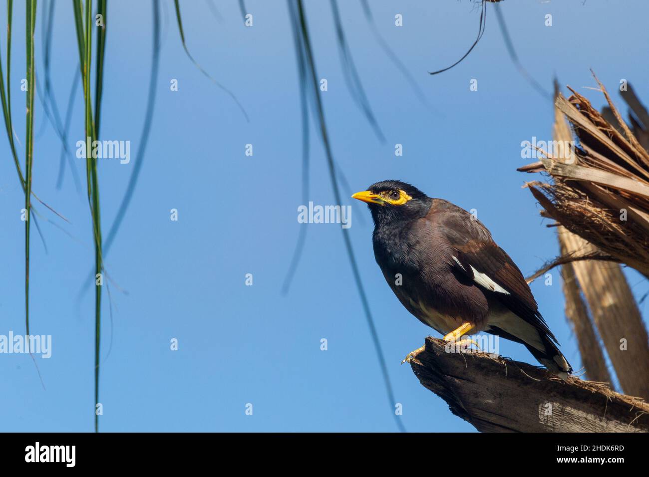 common myna, Indian myna Stock Photo - Alamy