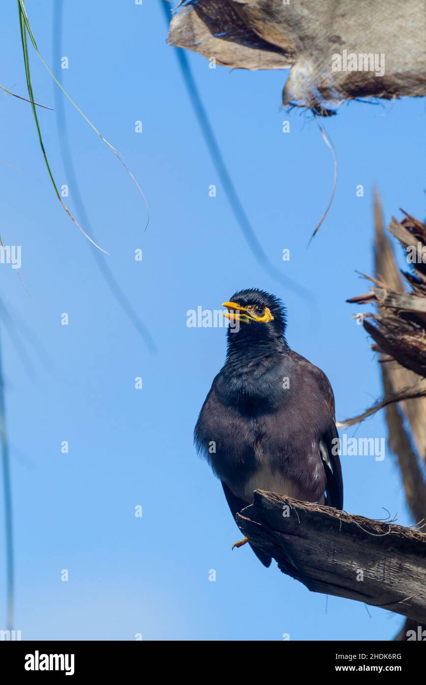 common myna, Indian myna Stock Photo - Alamy