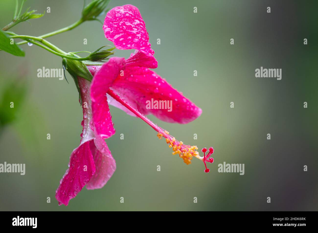 anther, stamens, hibiscus flower, anthers, stamen, hibiscus flowers ...