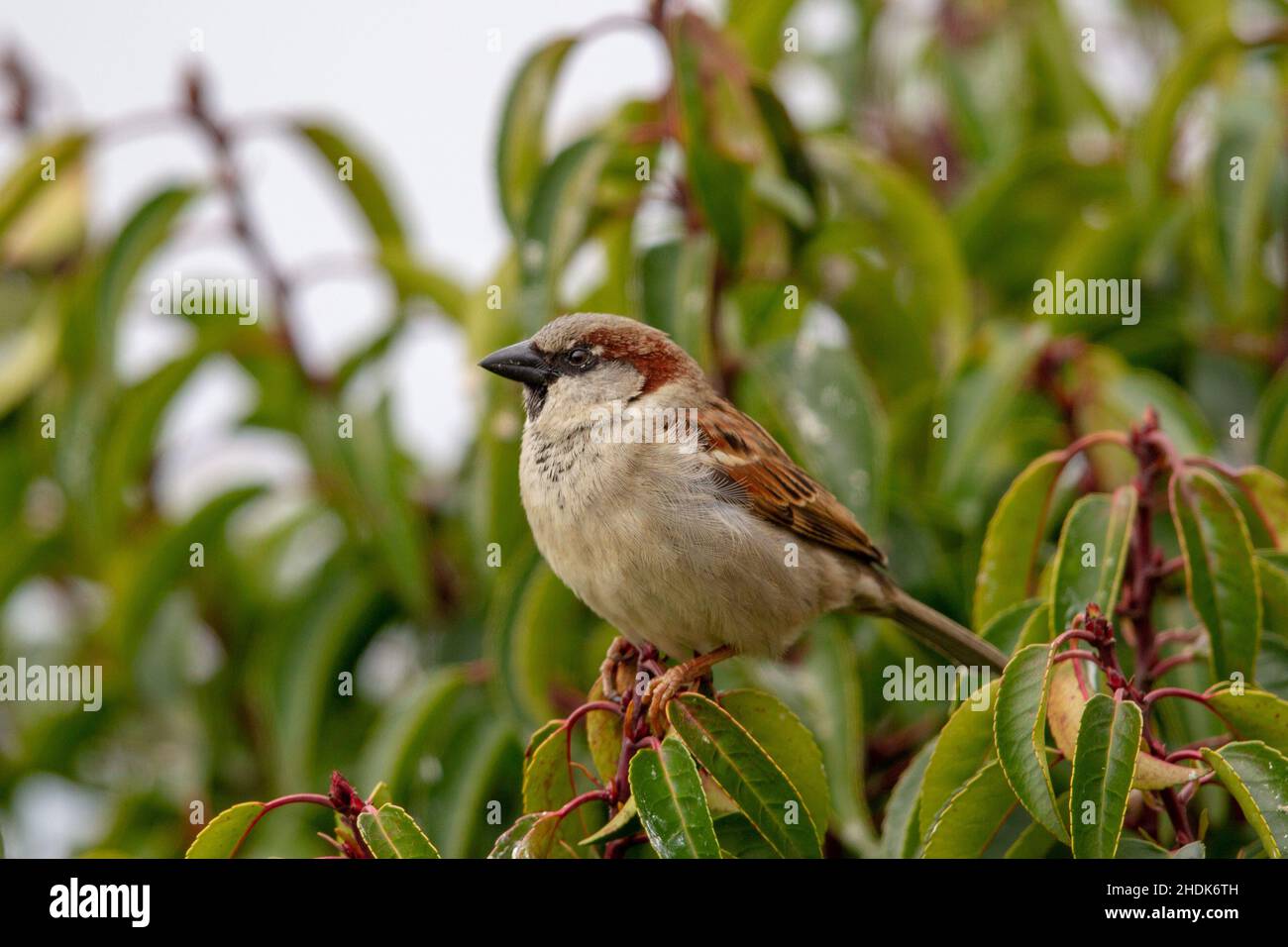 Guy sparrow hi-res stock photography and images - Alamy