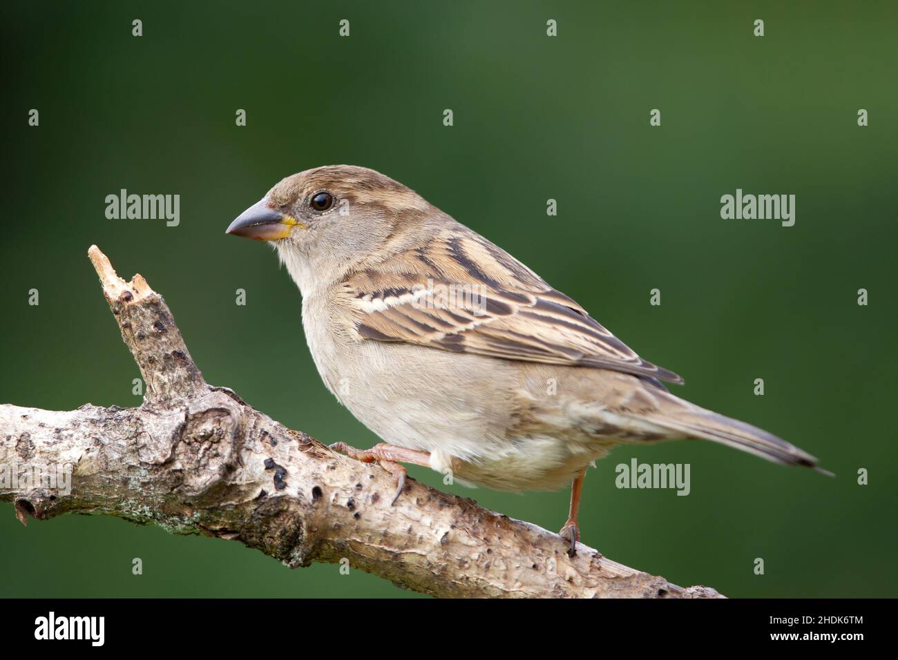 house sparrow, house sparrows Stock Photo - Alamy