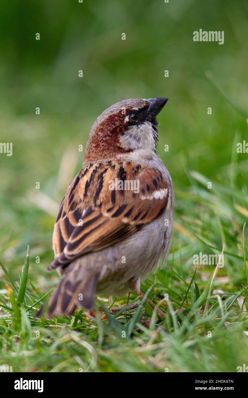 house sparrow, house sparrows Stock Photo - Alamy