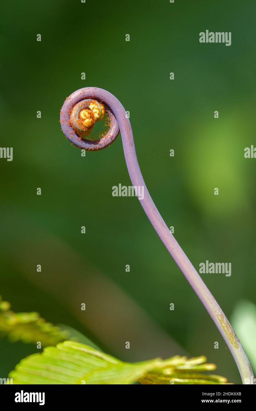 fern, sprout, ferns, sprouts Stock Photo - Alamy