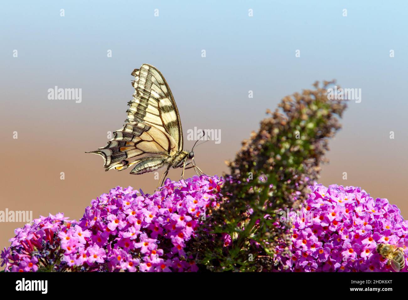common yellow swallowtail, swallowtail butterflies Stock Photo - Alamy