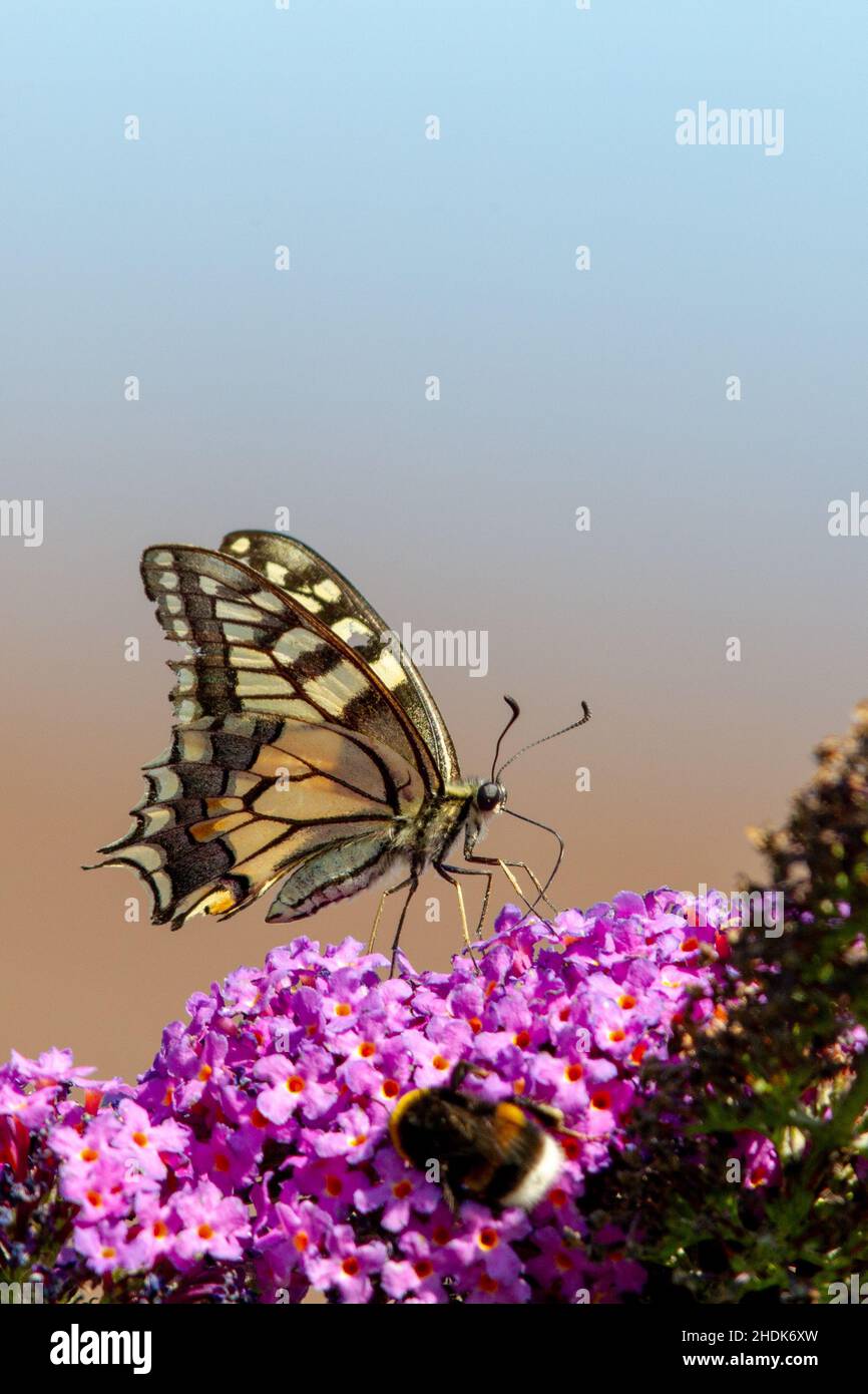 common yellow swallowtail, swallowtail butterflies Stock Photo - Alamy