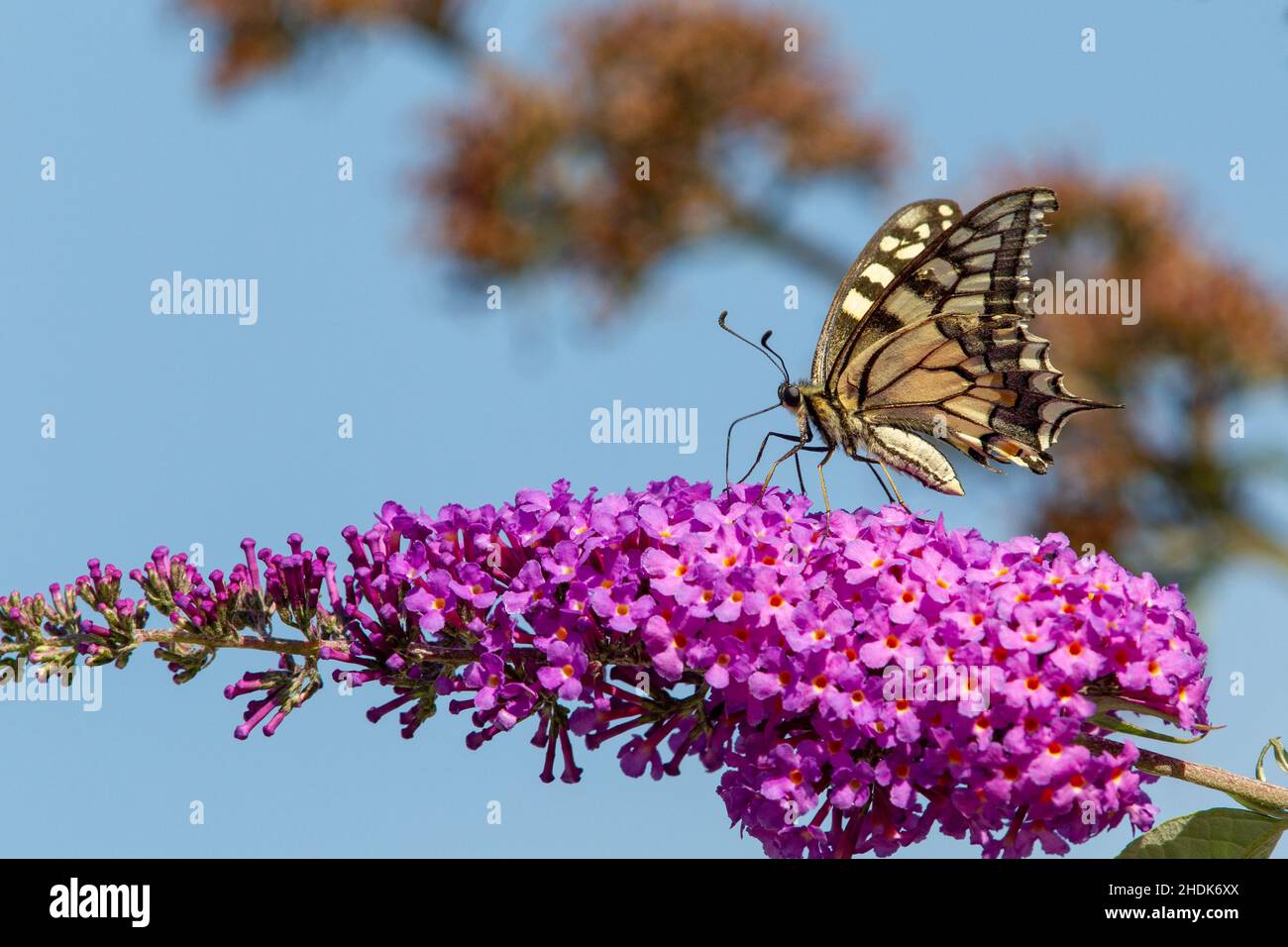 common yellow swallowtail, swallowtail butterflies Stock Photo - Alamy