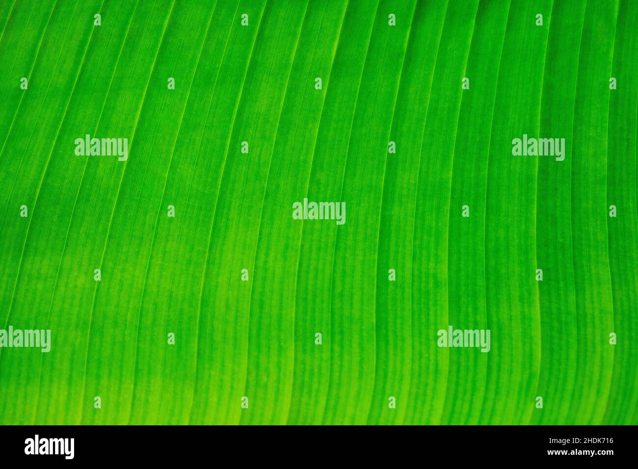 Image of fresh green banana plant detail and cells Stock Photo - Alamy