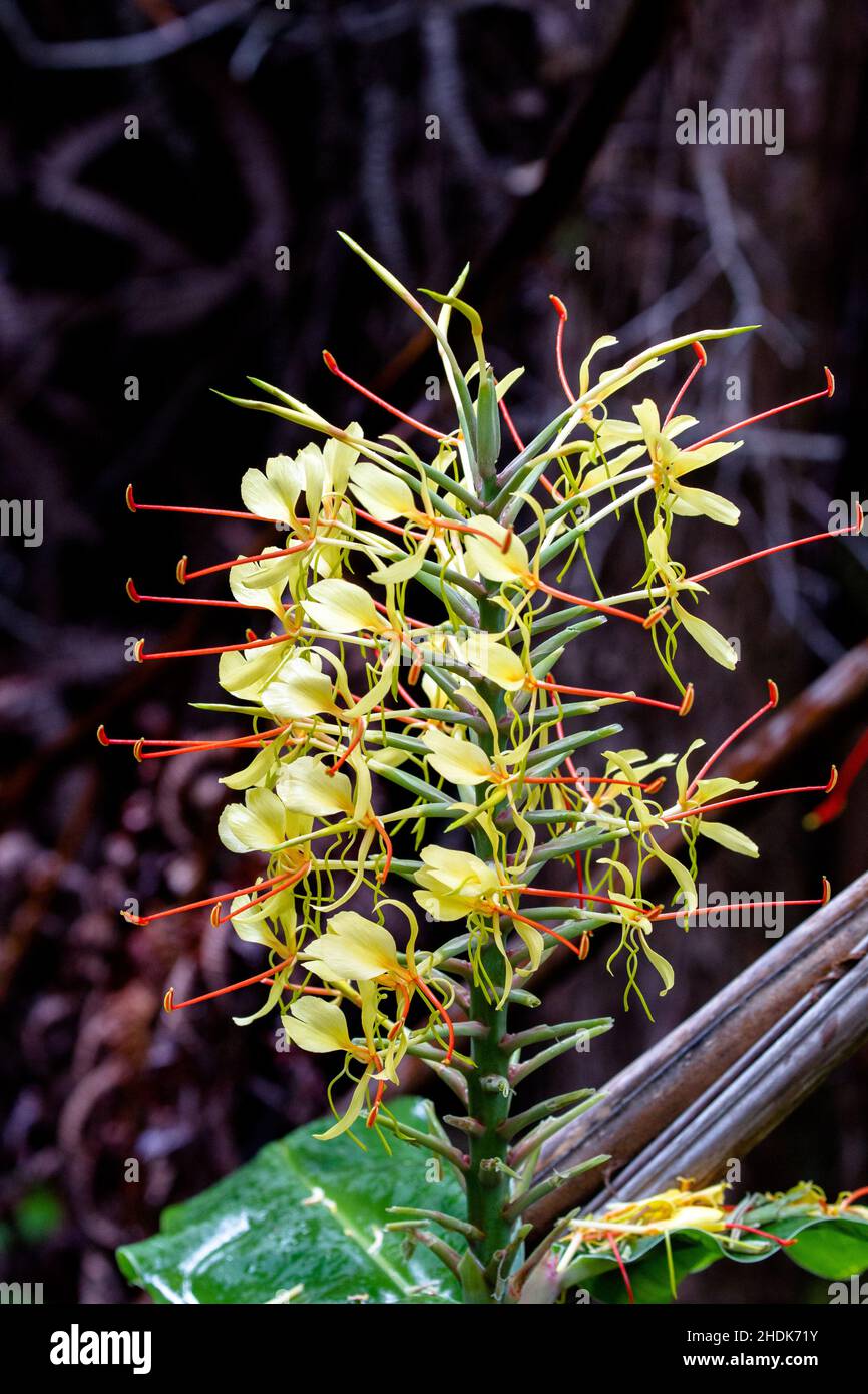 Flowering gingers hi-res stock photography and images - Alamy