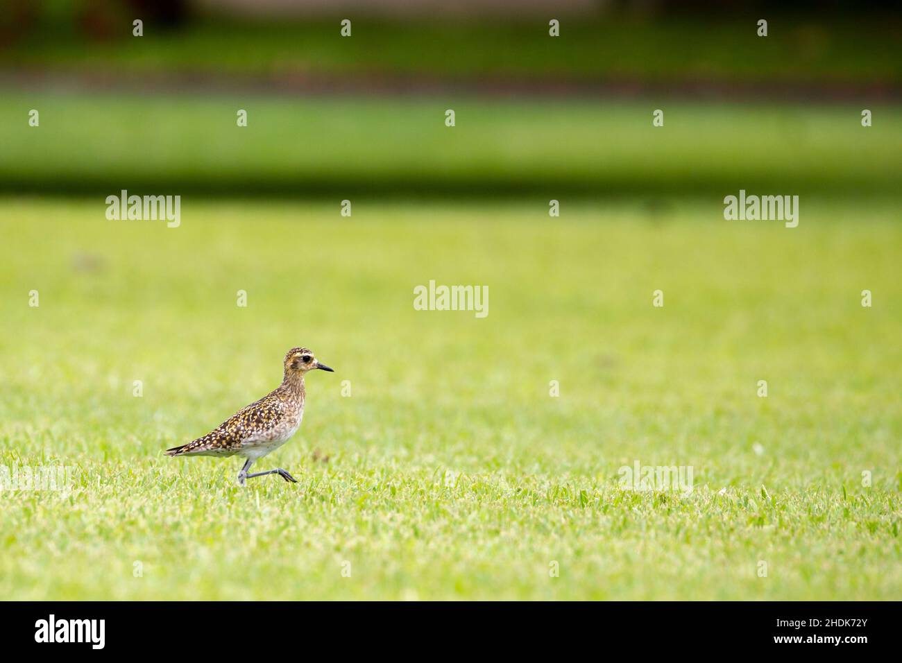 pacific golden plover Stock Photo - Alamy