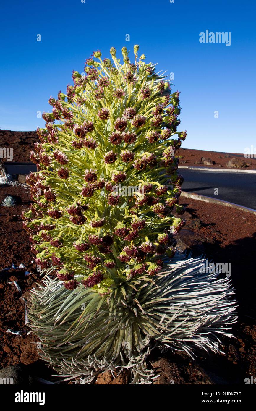 Silversword plants hi-res stock photography and images - Alamy