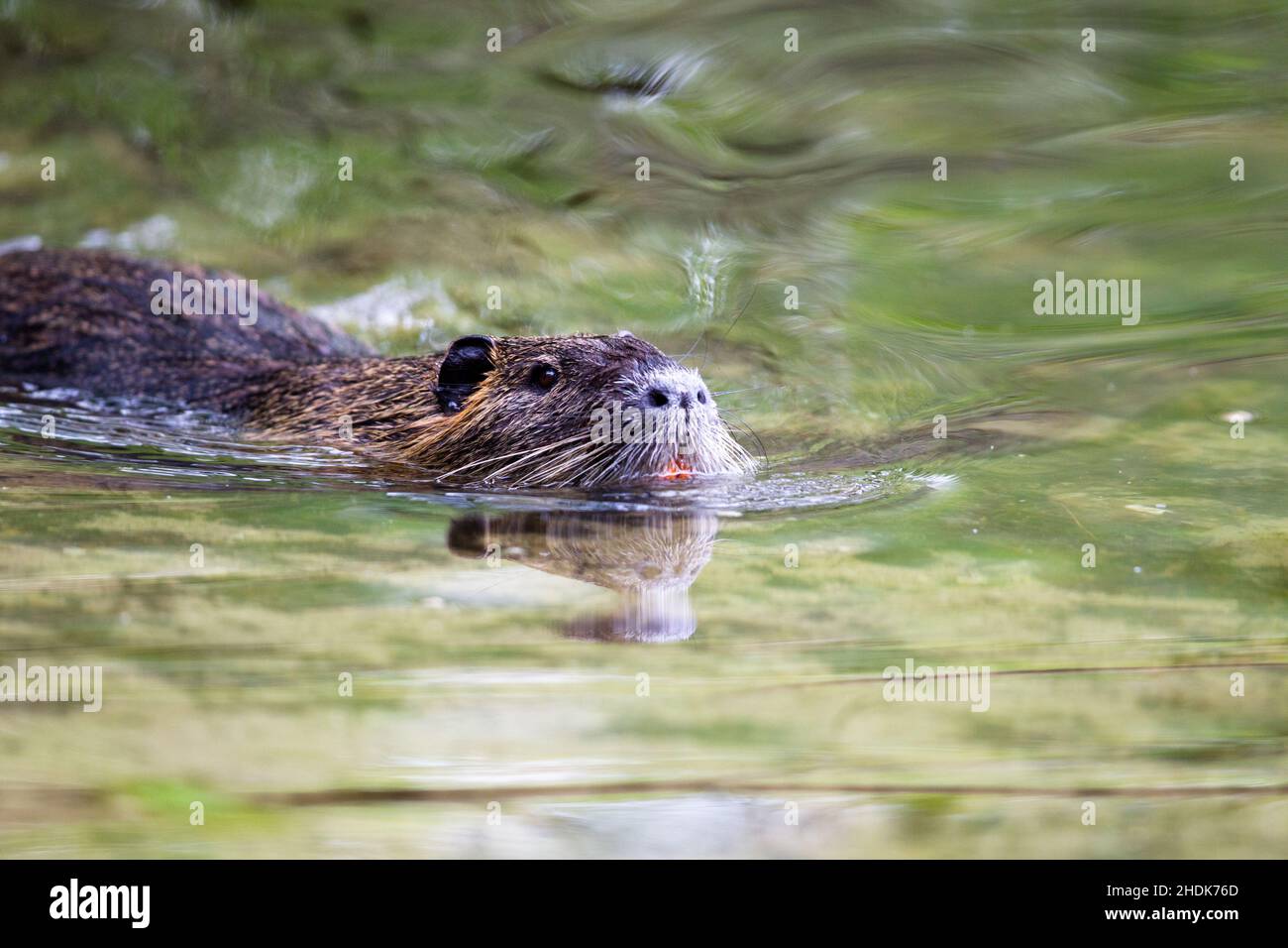 swim, nutria, swimmer, swimmers, swimming, coypu, nutrias Stock Photo ...