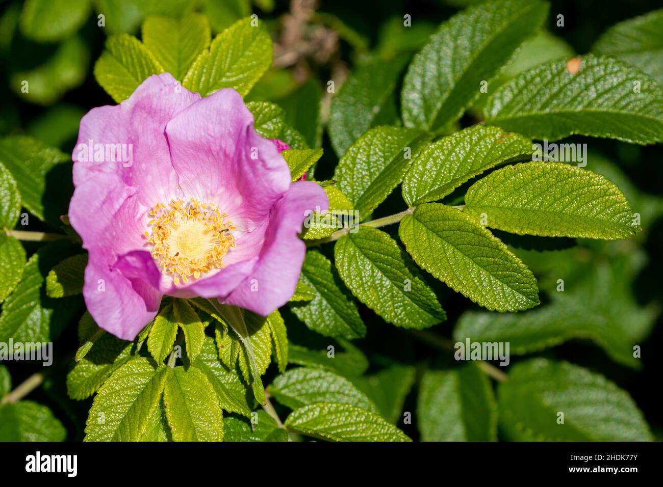 japanese rose, japanese roses Stock Photo - Alamy