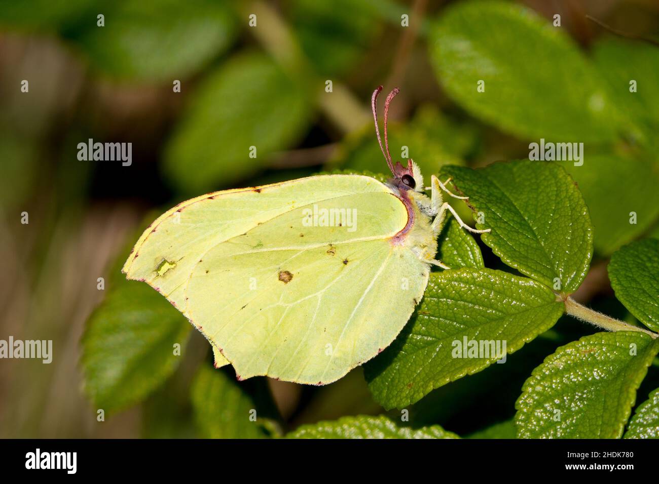 Brimstone hi-res stock photography and images - Alamy