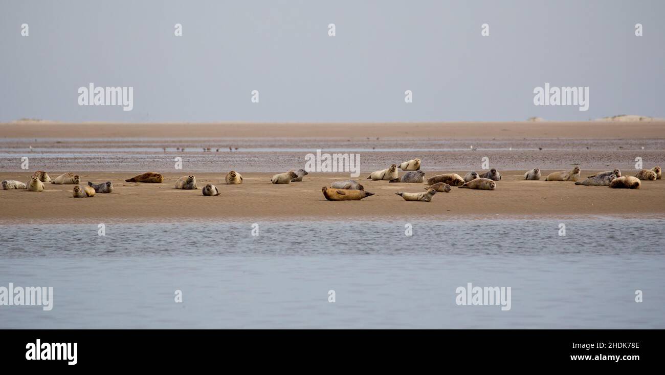north sea, sandbar, seal, north seas, sandbars Stock Photo - Alamy