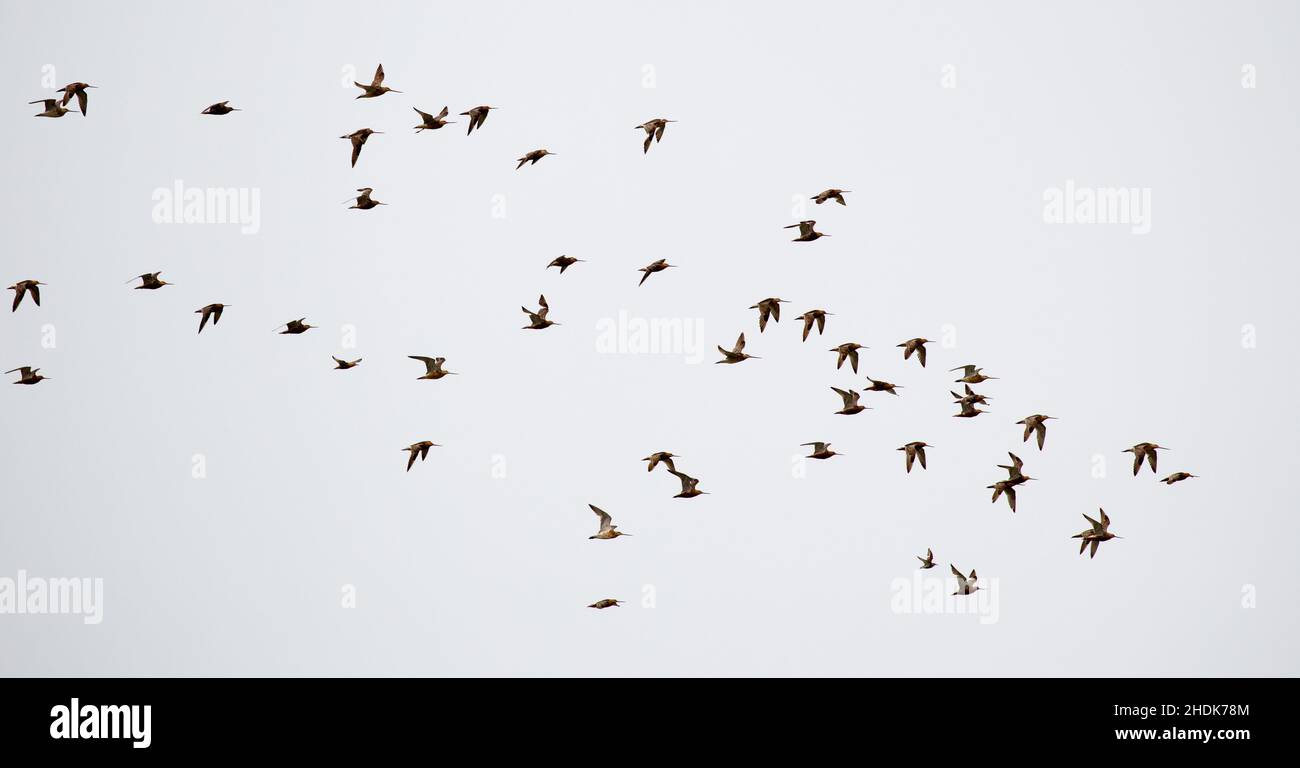 flight, bar tailed godwit, flights, bar-tailed godwits, limosa ...