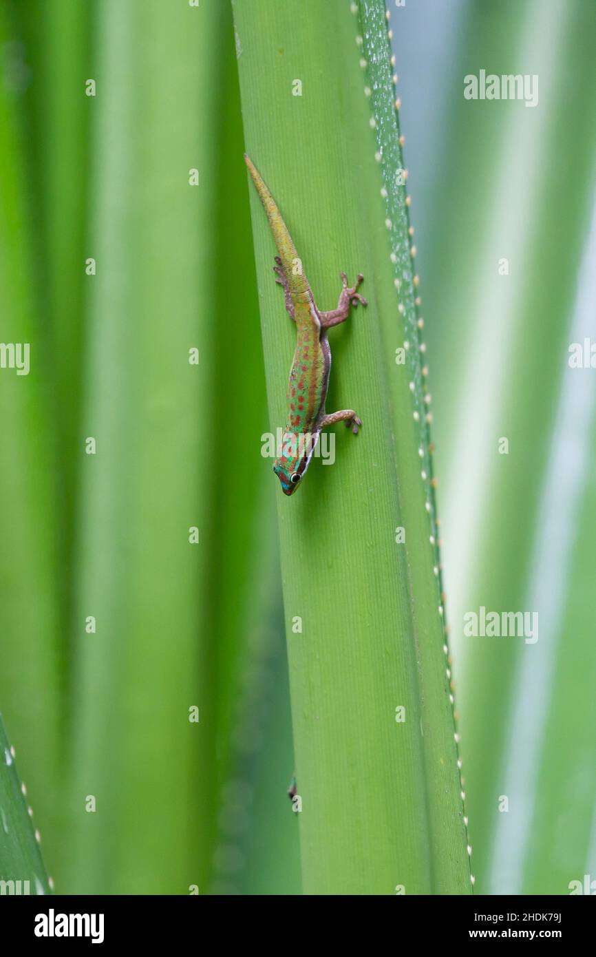 Mauritius day gecko hi-res stock photography and images - Alamy