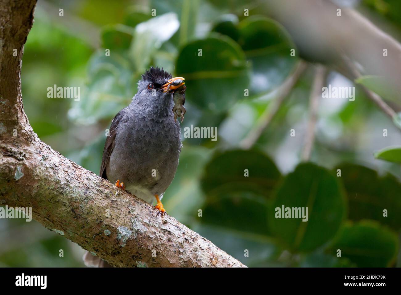 Bulbul bulbuls bird birds animal animals africa african wildlife nature ...
