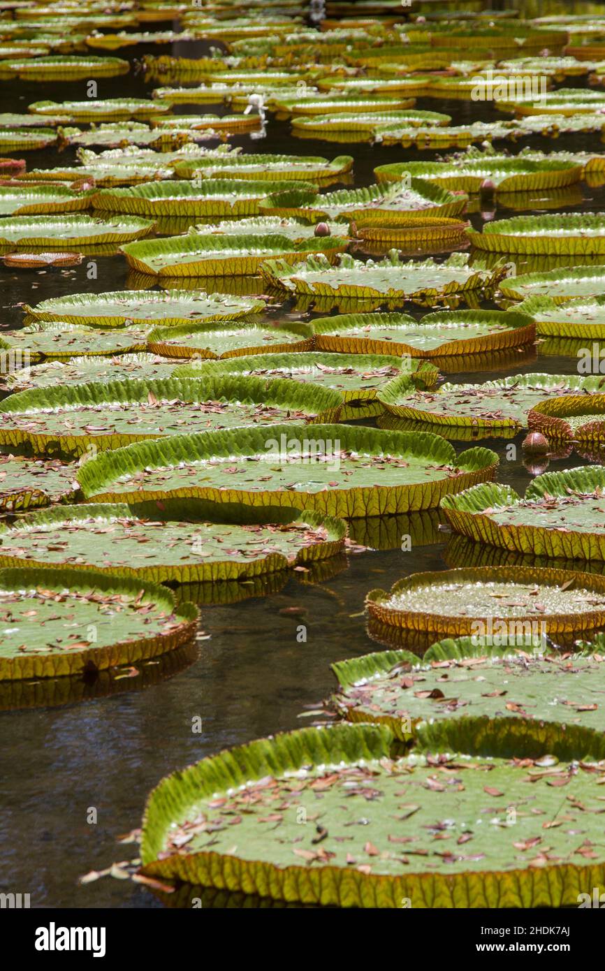 Nymphaea nymphaeas hi-res stock photography and images - Alamy