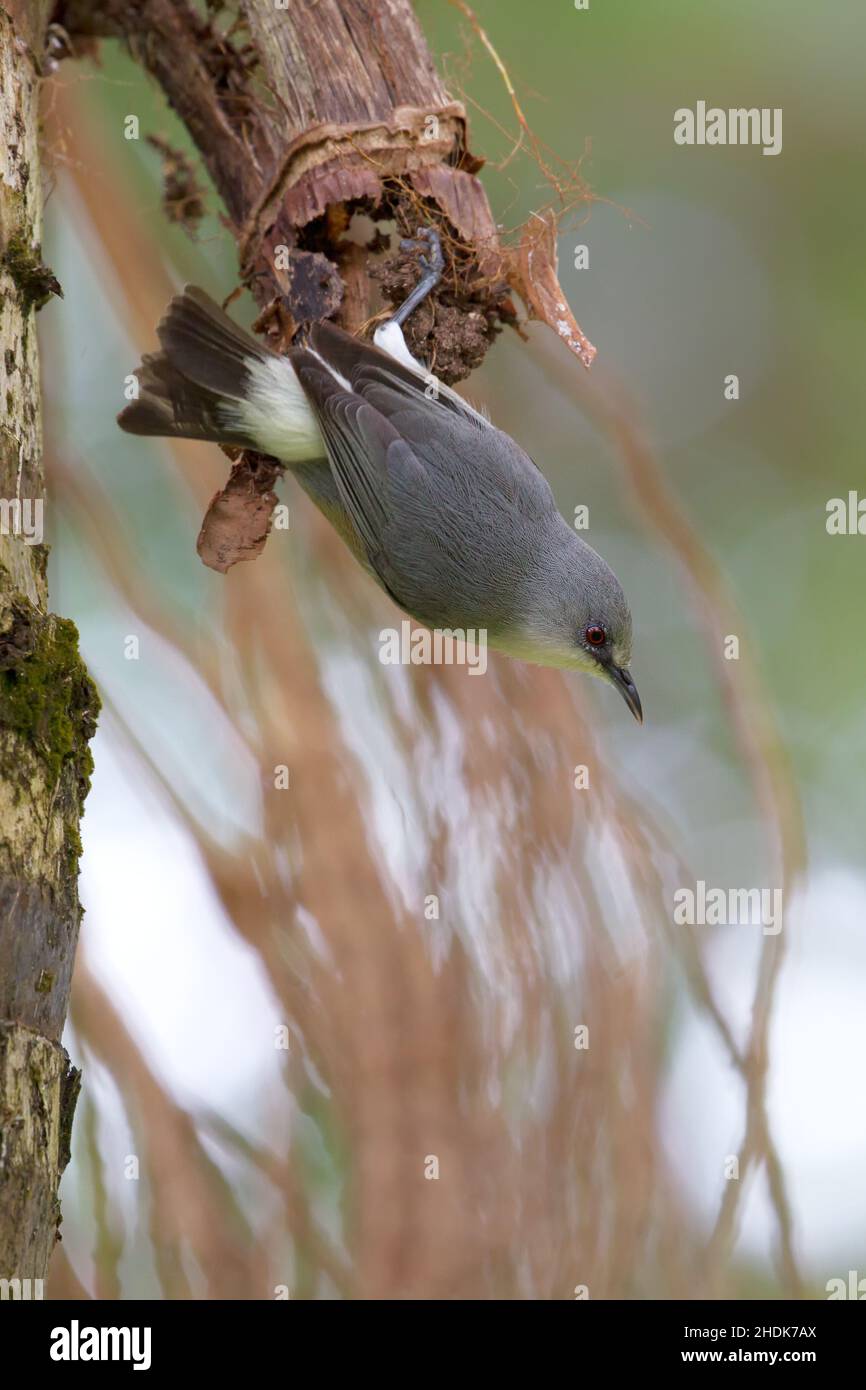 zosteropidae, mauritius grey white-eye Stock Photo - Alamy