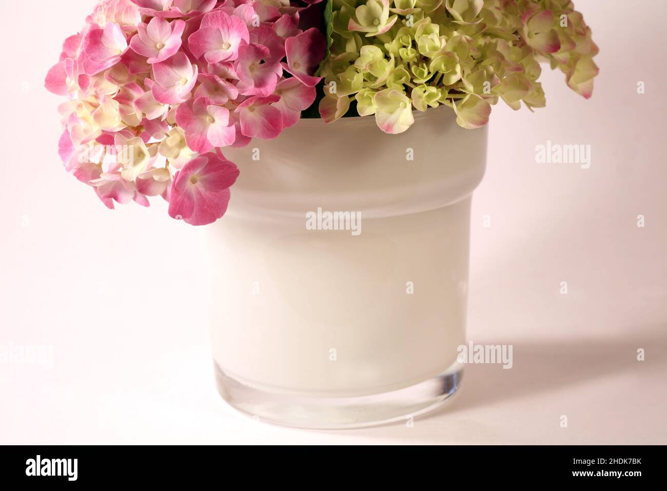 Hydrangea blossom flower hi-res stock photography and images - Alamy
