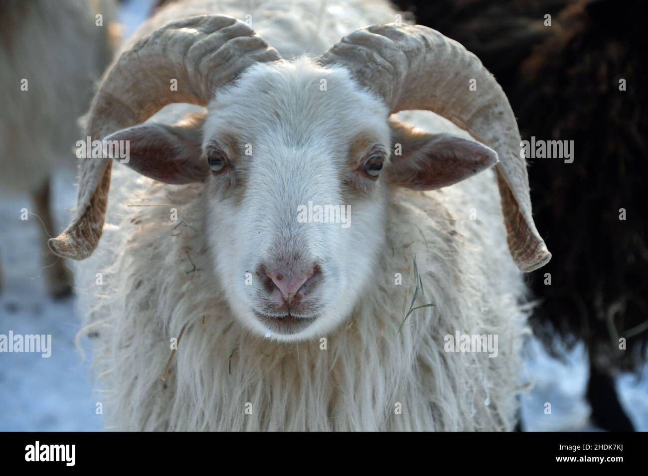 sheep, ram, sheeps, rams Stock Photo - Alamy