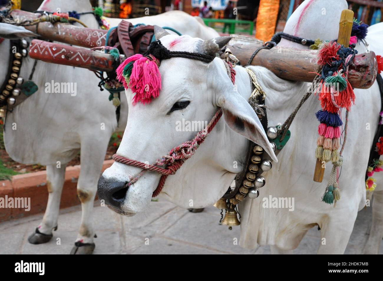 Zebu colors hi-res stock photography and images - Alamy