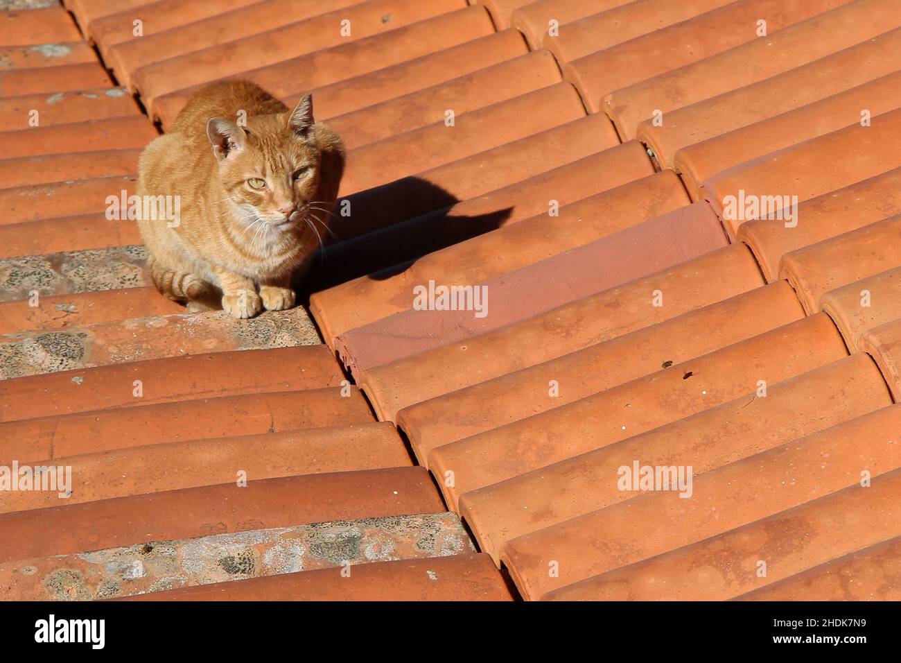 roof, pets, cat, roofs, pet, cats Stock Photo - Alamy
