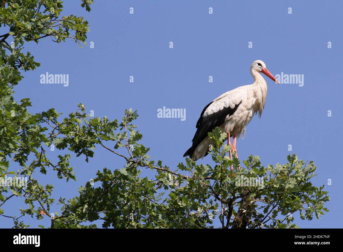 Storks cool cool cool hi-res stock photography and images - Alamy