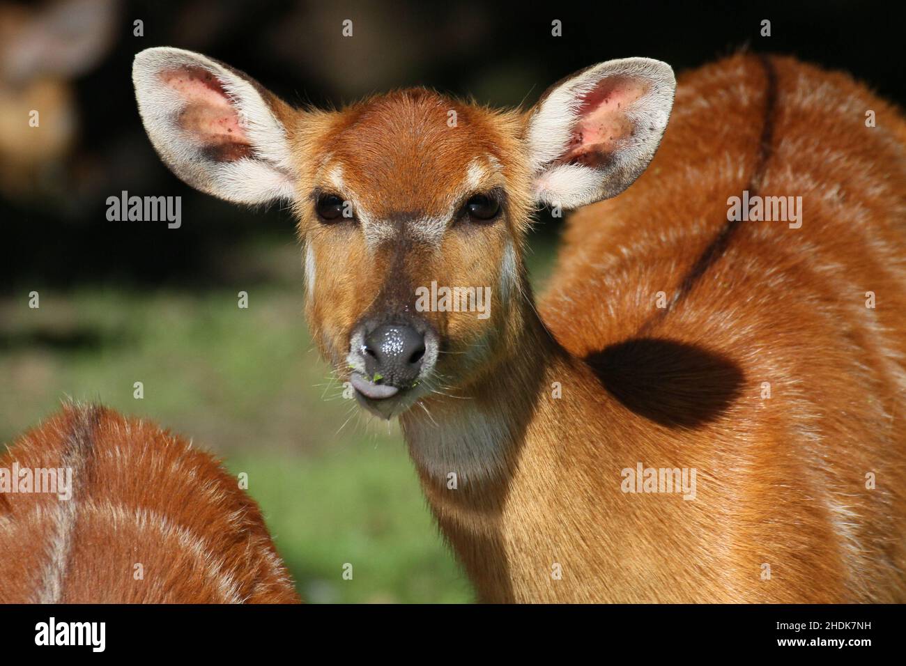 antelope, sitatunga, antelopes Stock Photo - Alamy