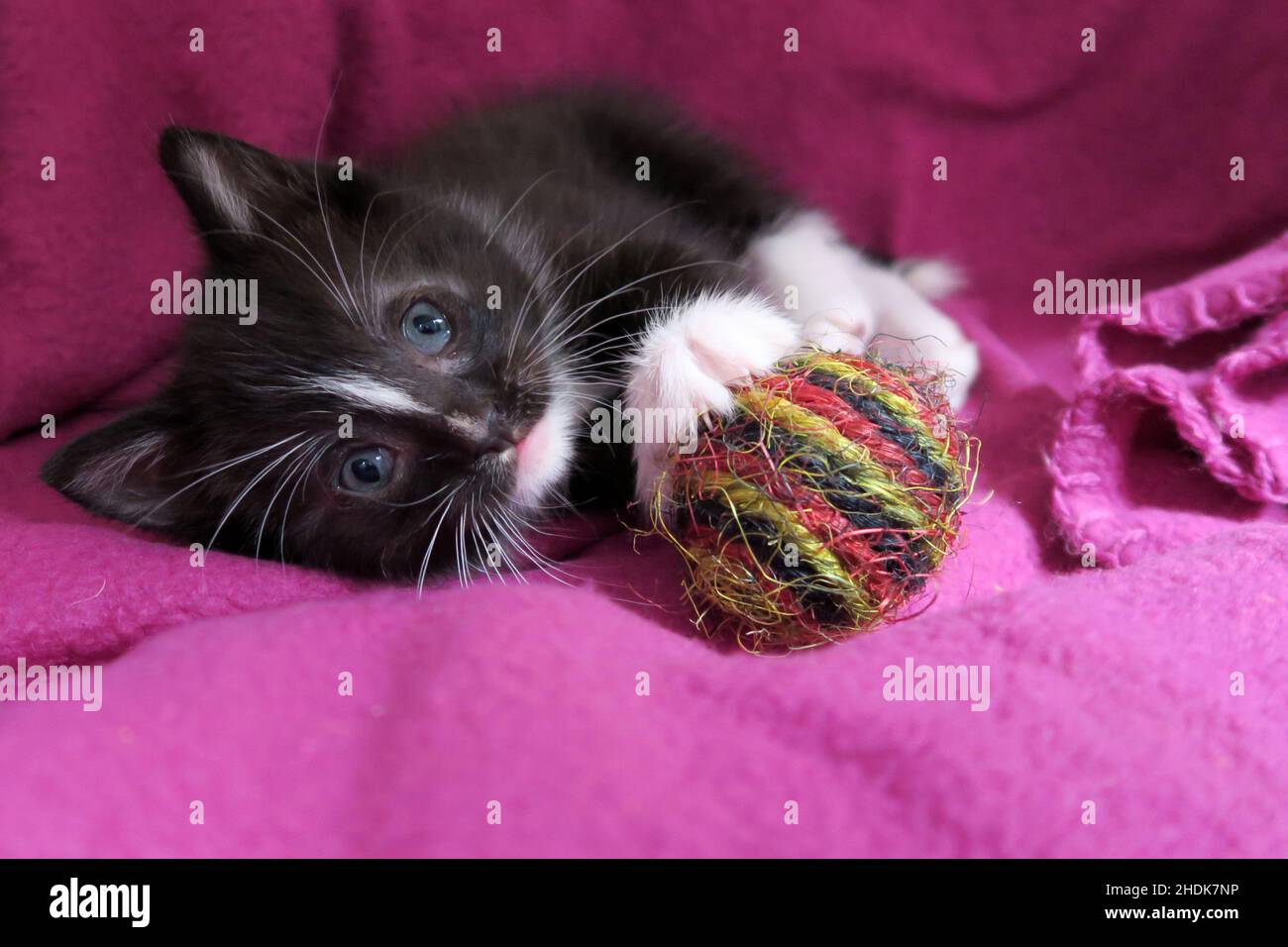 playing, kitten, play, kittens Stock Photo - Alamy