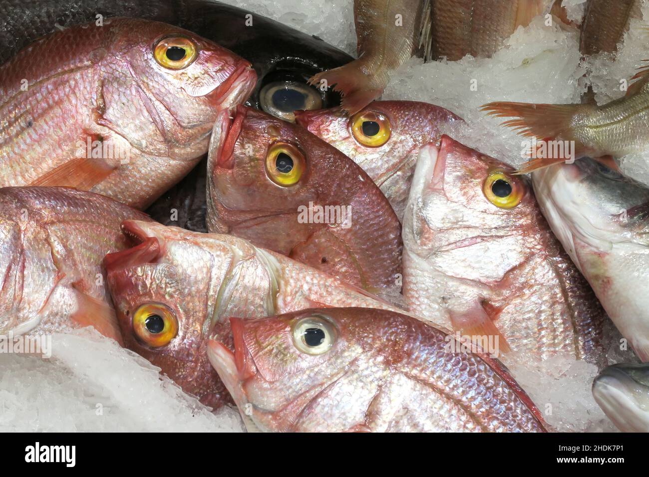 fresh fish, gilt head bream, fresh fishs, gilt-head breams Stock Photo ...