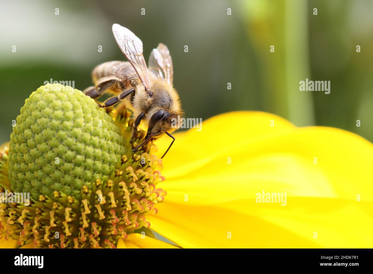 pollinate, wild bee, pollinates, wild bees Stock Photo - Alamy