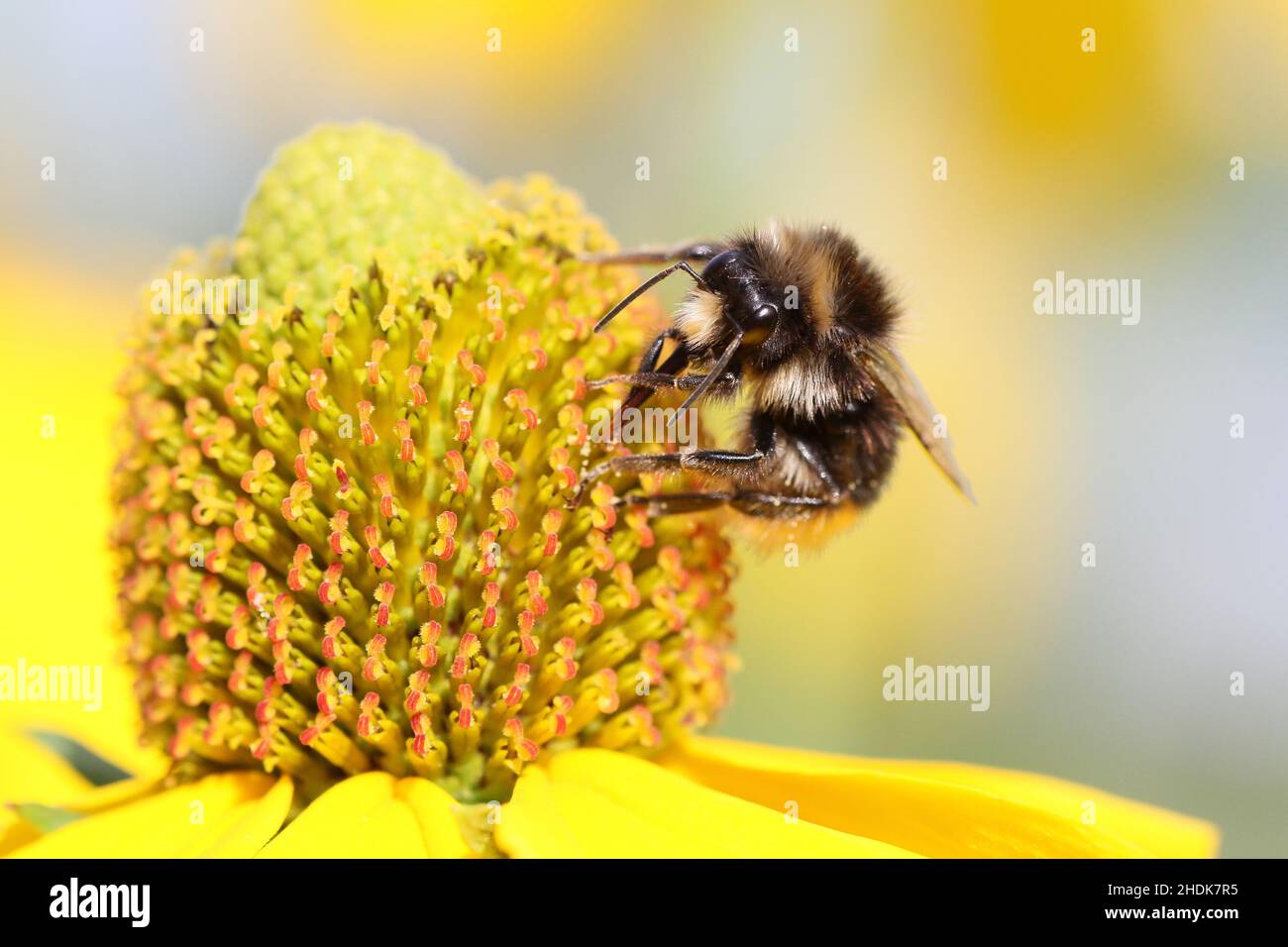 Insect pollinates hi-res stock photography and images - Alamy
