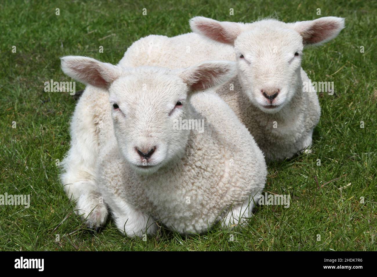 Two lambs lying down hi-res stock photography and images - Alamy