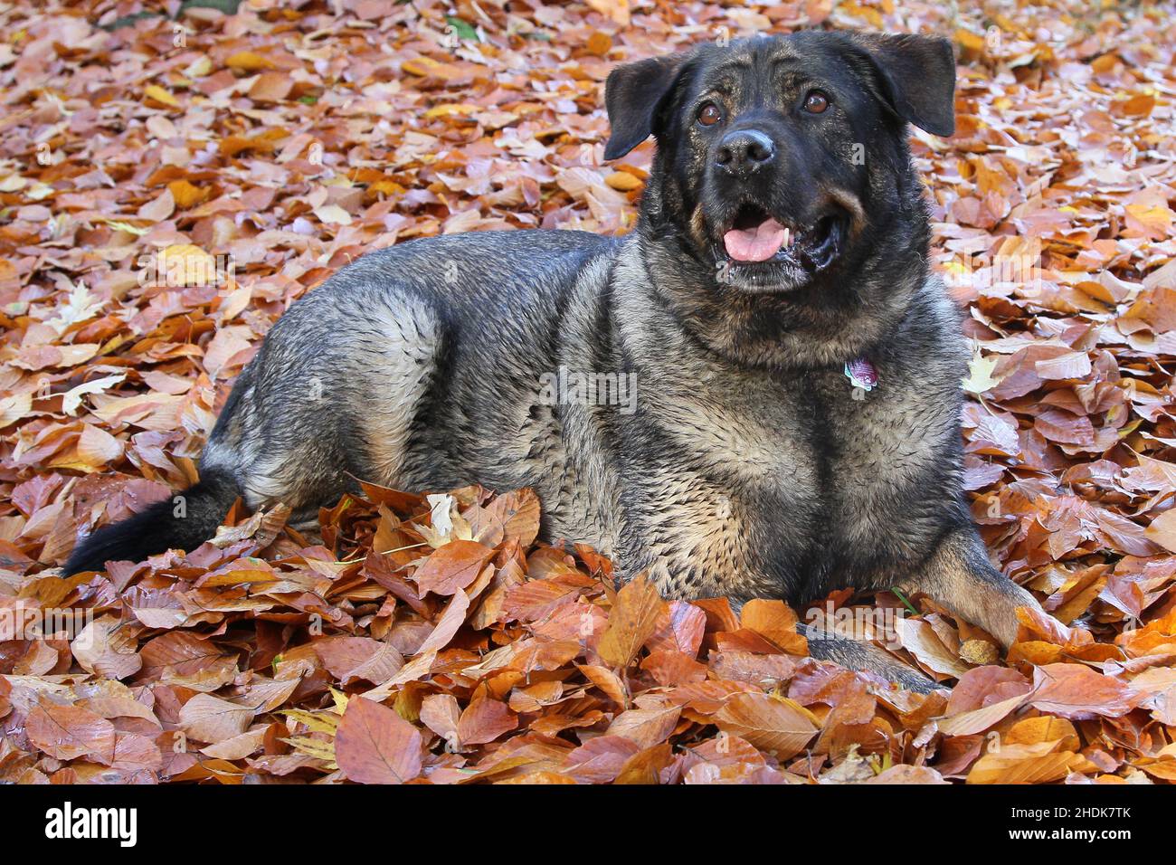Dogs with leaf hi-res stock photography and images - Alamy