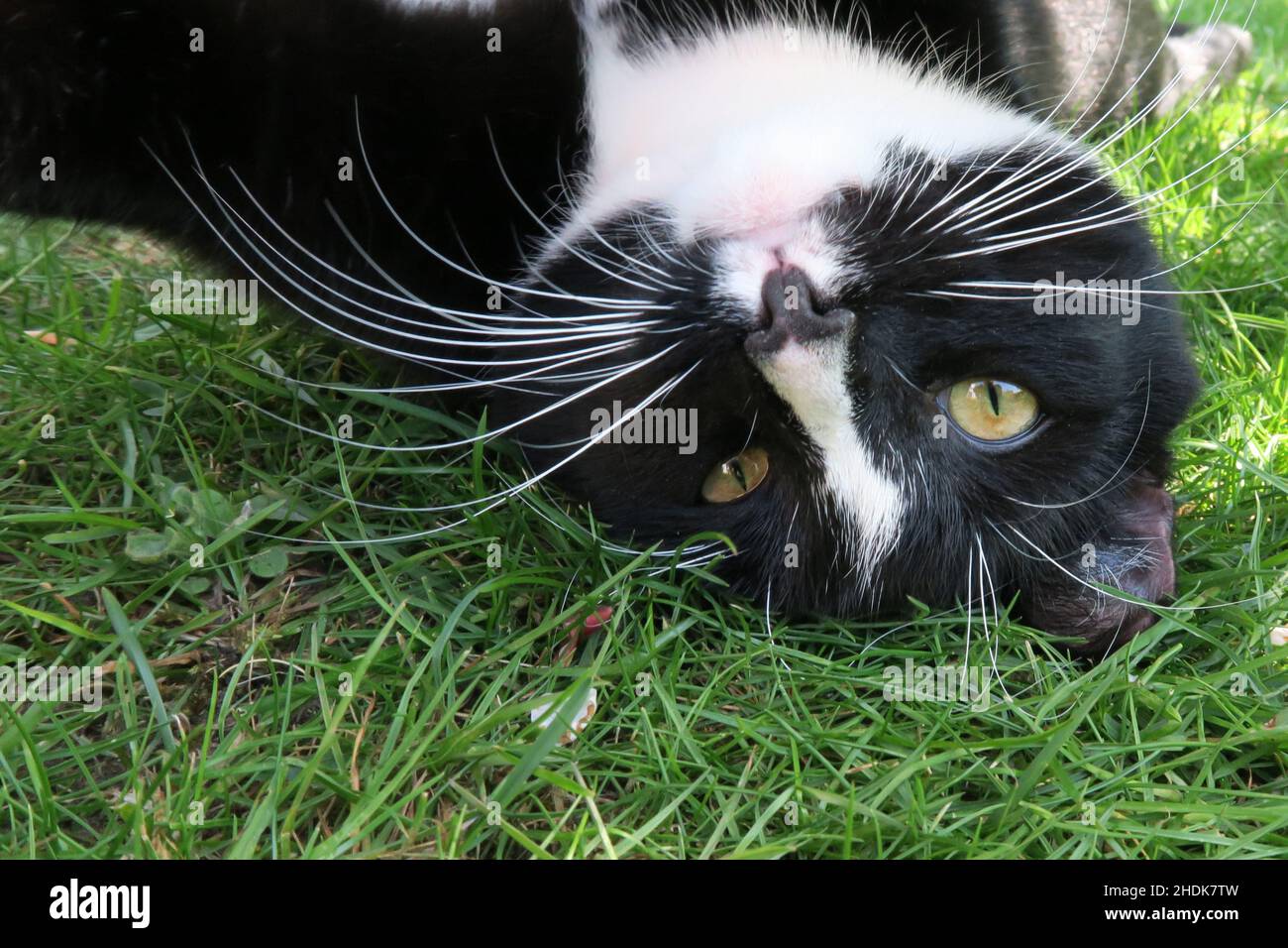Reversed colors hi-res stock photography and images - Alamy