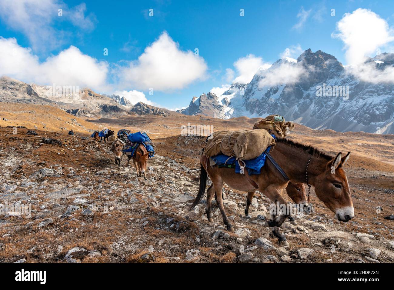 transportation, mountain range, sled dog, transport, transportations ...
